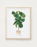 Fiddle Leaf Fig Tree Art Print – Our Heiday